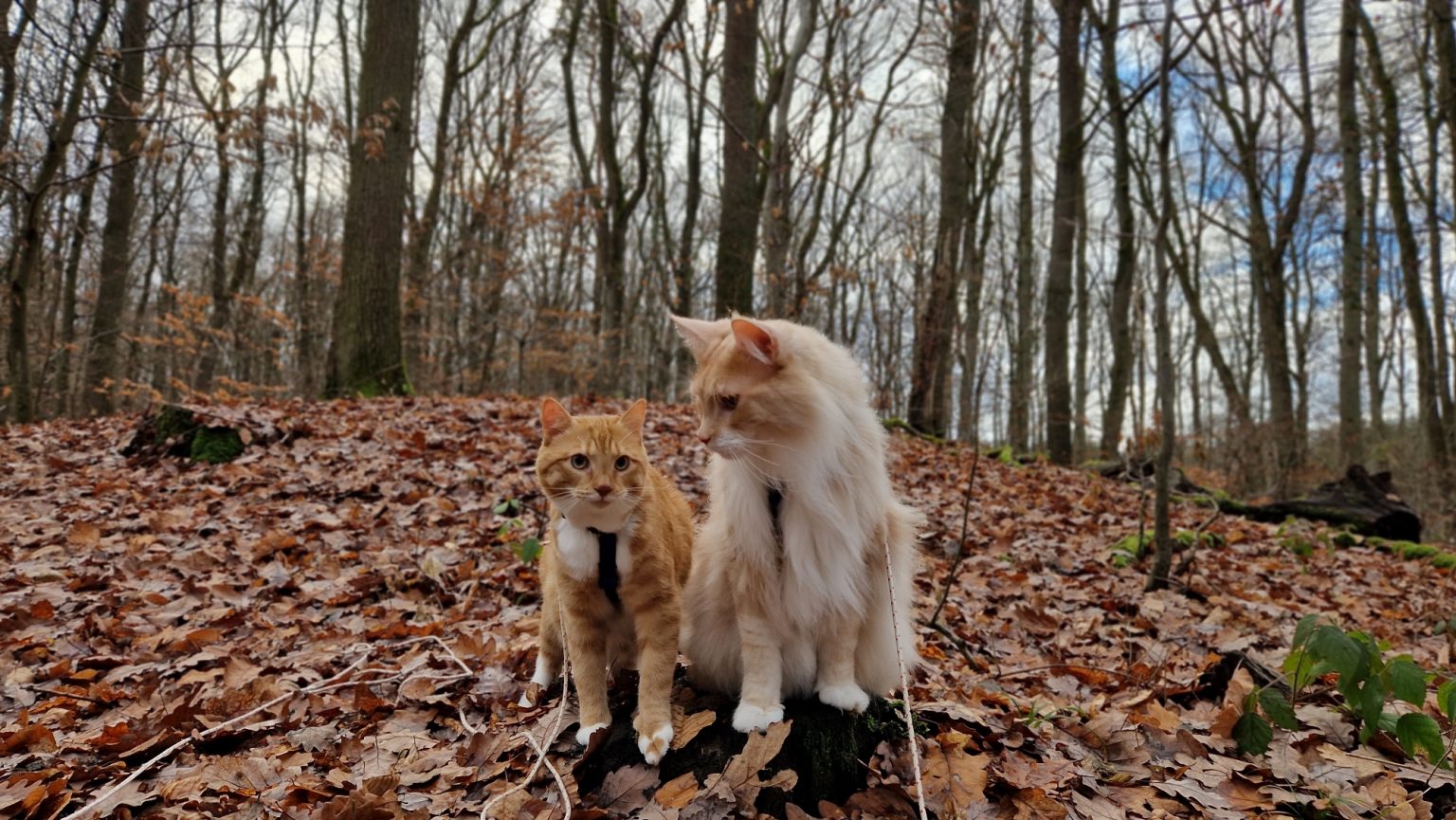 Patient des Monats: Maine Coon Kater Levi | Die Tierdoktoren